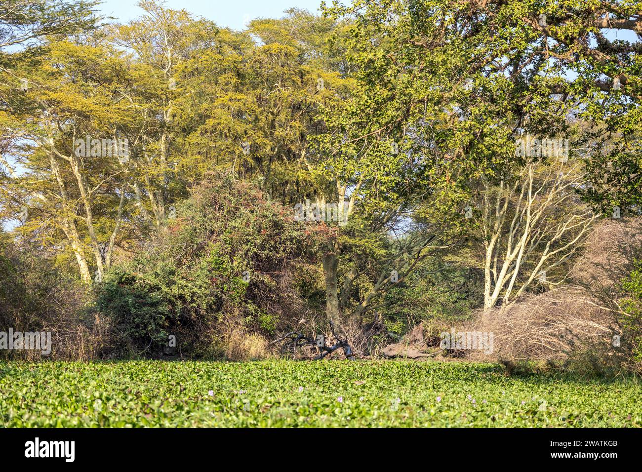 Fever Tree, Water Hyacinth, Lagoon off of Shire River, Liwonde National ...