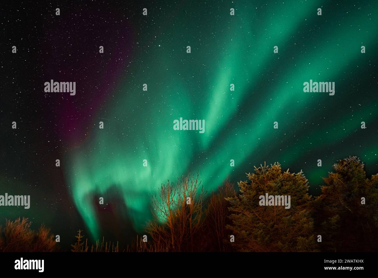 Stunning turquoise aurora borealis with purple nuances in the starry ...