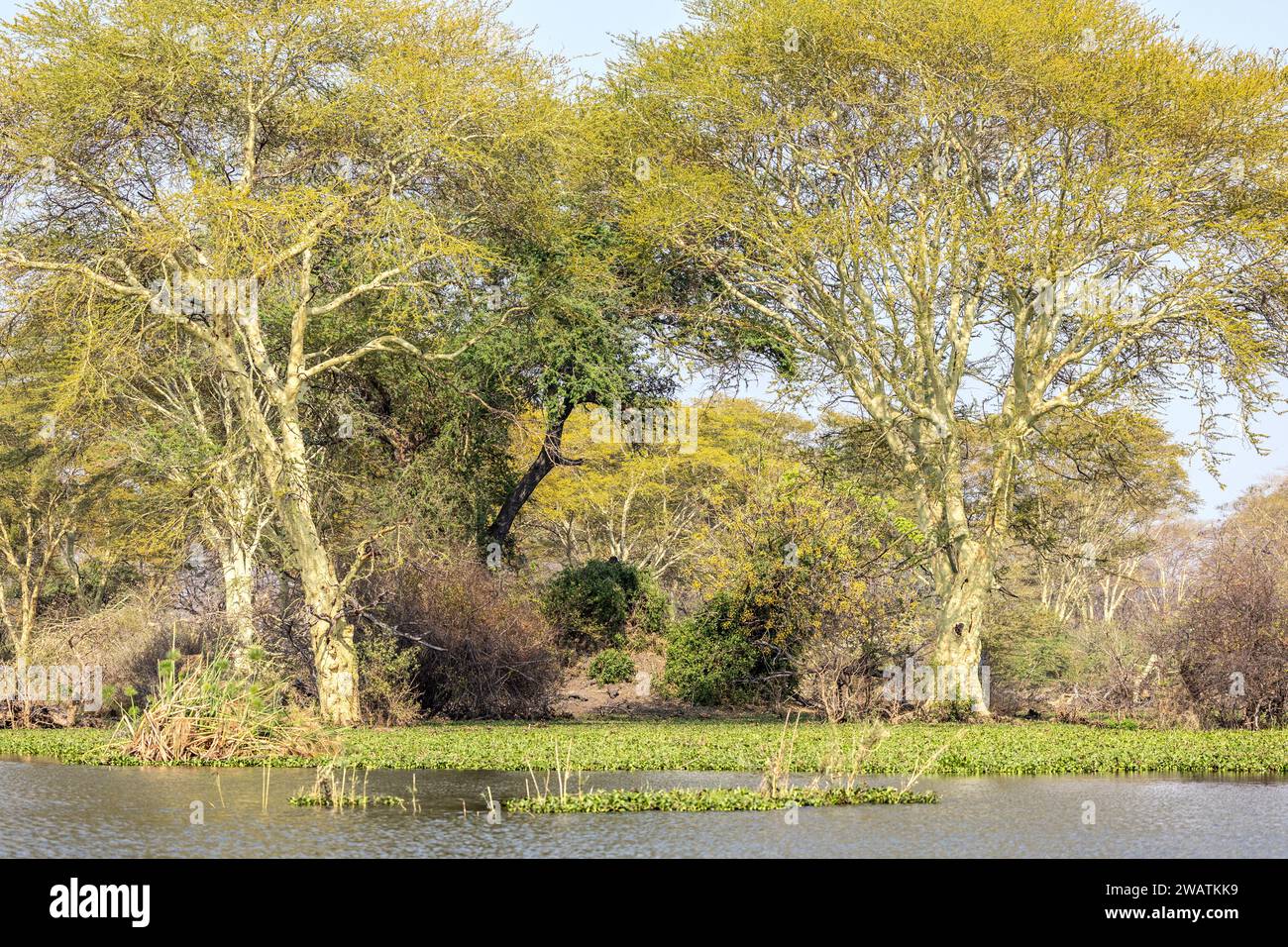 Fever Tree, Water Hyacinth, Shire River, Liwonde National Park, Malawi ...