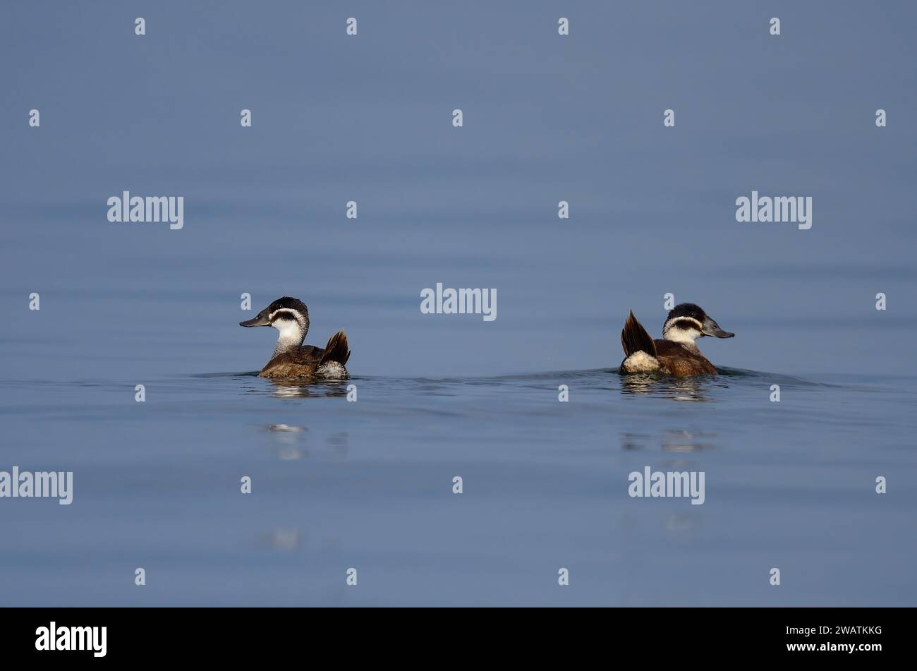 Two female White-headed Ducks (Oxyura leucocephala) swimming in Lake ...