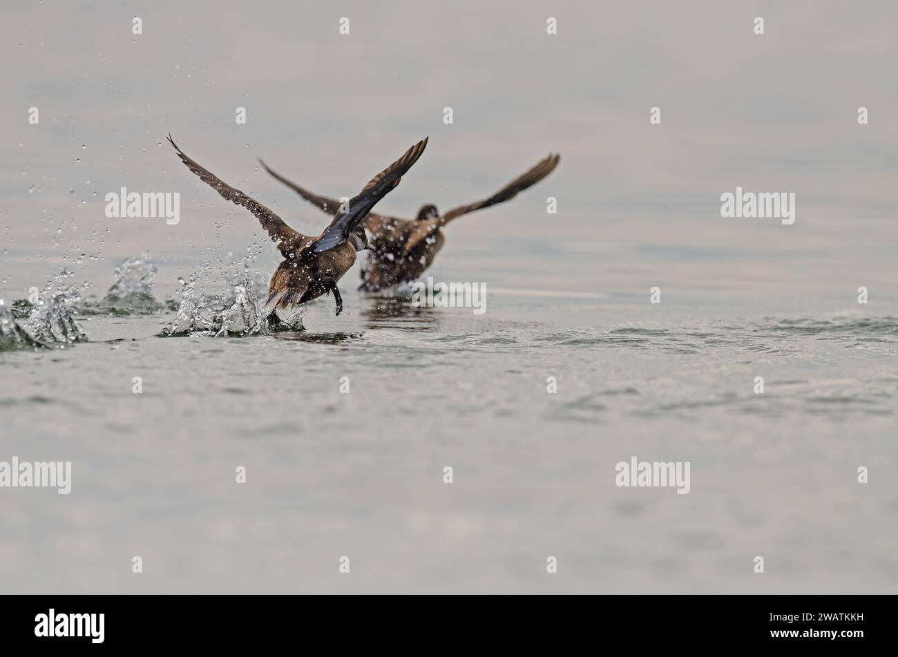 Two White-headed Ducks (Oxyura leucocephala) taking off in Lake Burdur ...