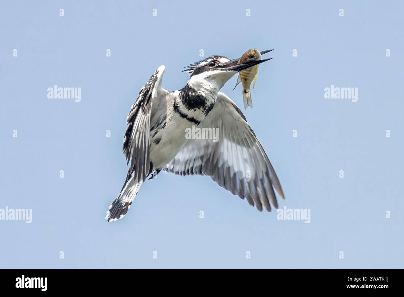 Pied Kingfisher, Shire River, Liwonde National Park, Malawi Stock Photo ...
