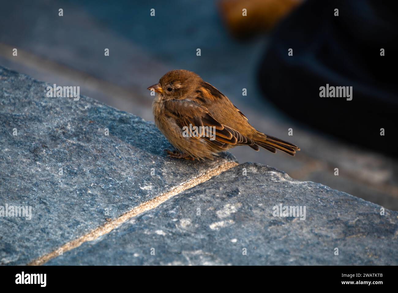 Sparrow in the streets hi-res stock photography and images - Alamy
