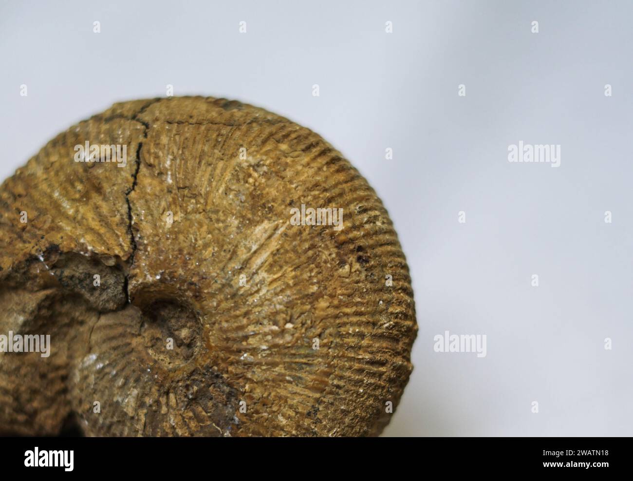 Natural ammonites hi-res stock photography and images - Alamy