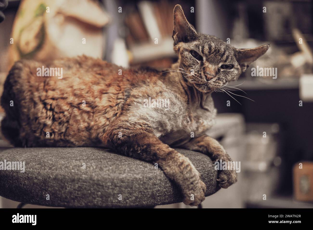 Devon rex cats hi-res stock photography and images - Alamy