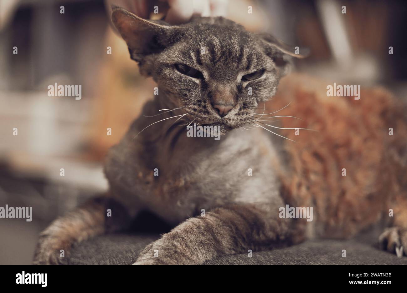 Young tabby Devon Rex cat Stock Photo - Alamy