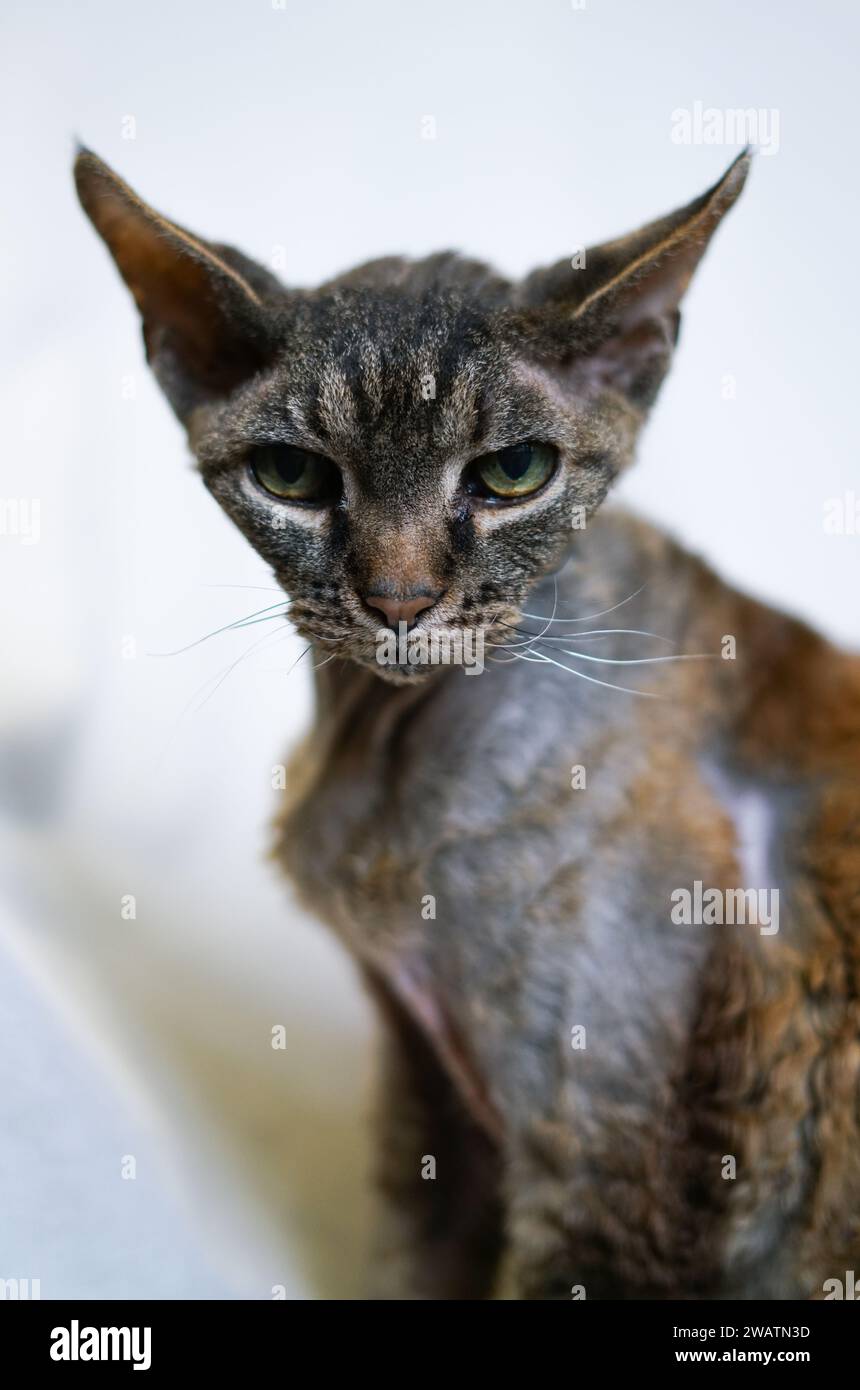 Young tabby Devon Rex cat Stock Photo - Alamy