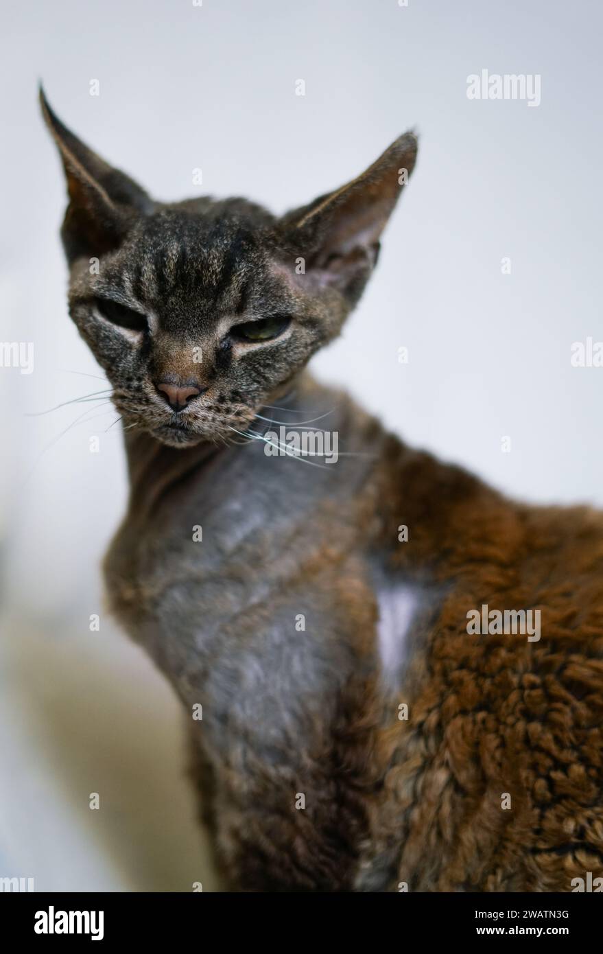 Young tabby Devon Rex cat Stock Photo - Alamy