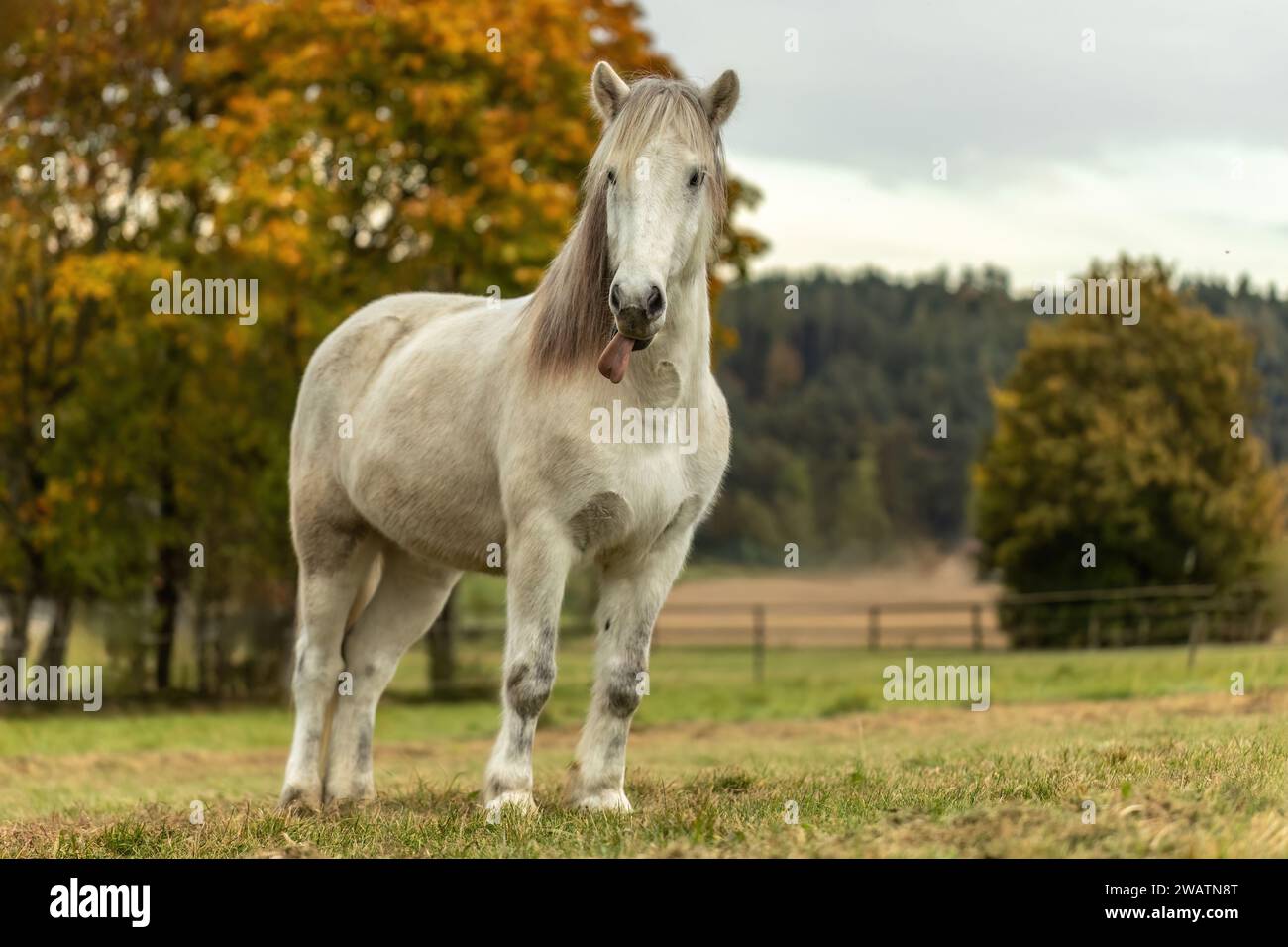 A white icelandic horse gelding in autumn outdoors, farmland background ...
