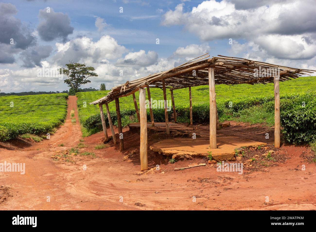 A tea plantation near the Ssezibwa Falls, District of Mukono, Uganda ...