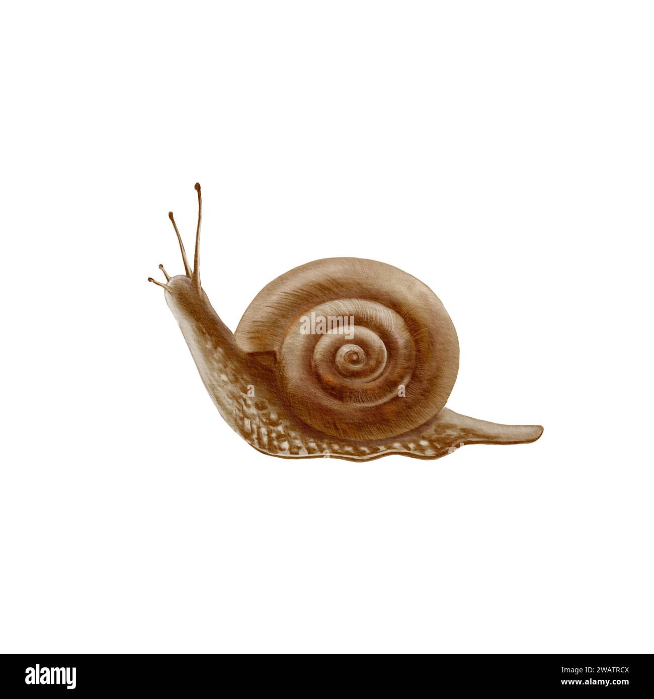 Watercolor snail. Hand painted animal isolated on white background ...