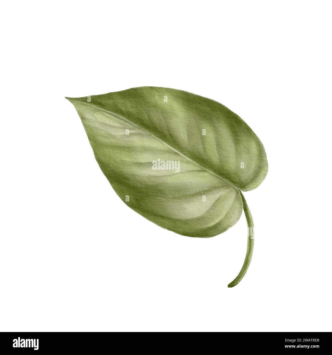 Scindapsus Aureus leaf, Indoor, house plant, Watercolor hand drawn ...