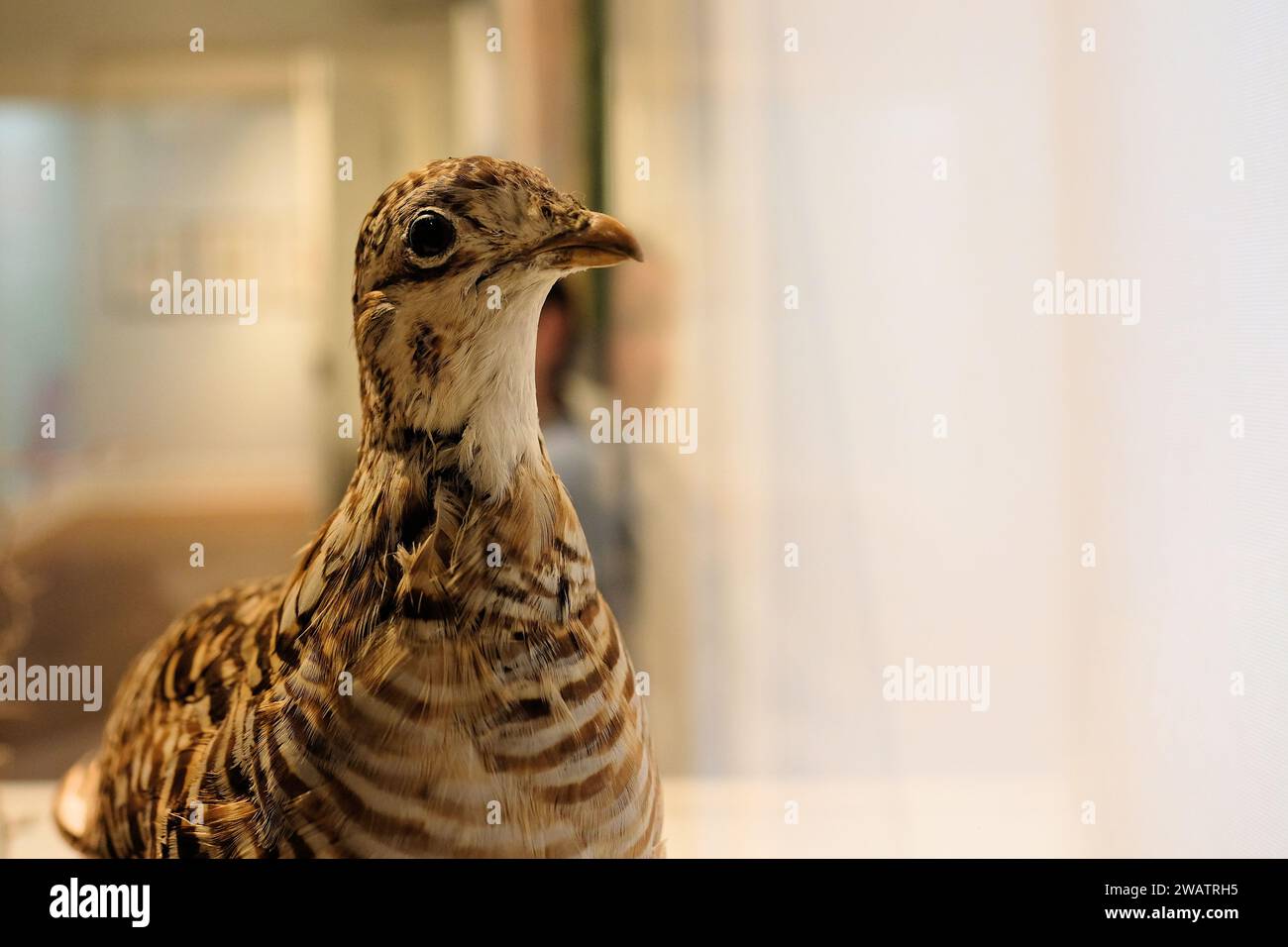 A stuffed heath hen (Tympanuchus cupido cupido) specimen; an extinct ...