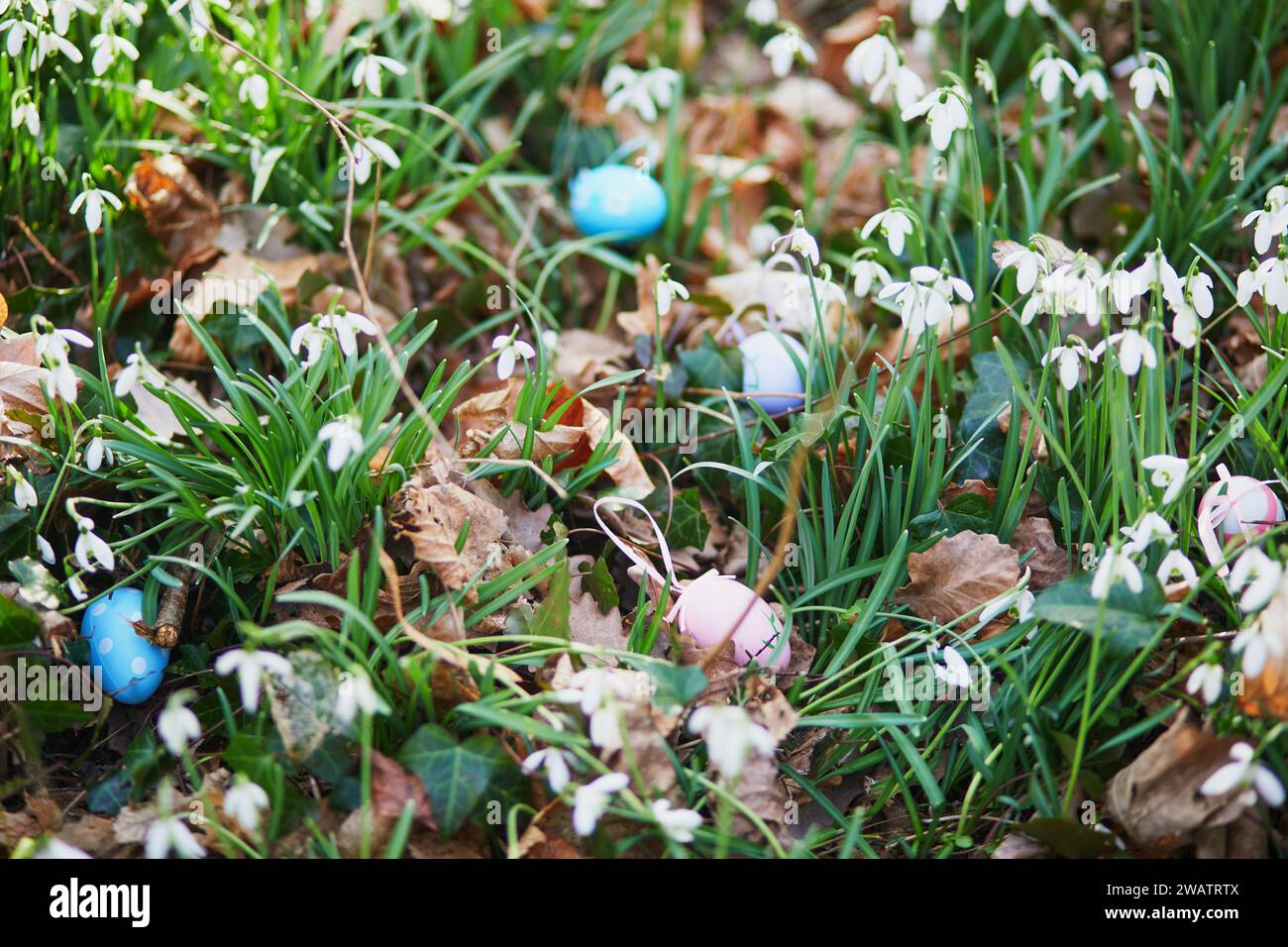 Colorful Easter eggs hidden in grass with beautiful snowdrop flowers ...