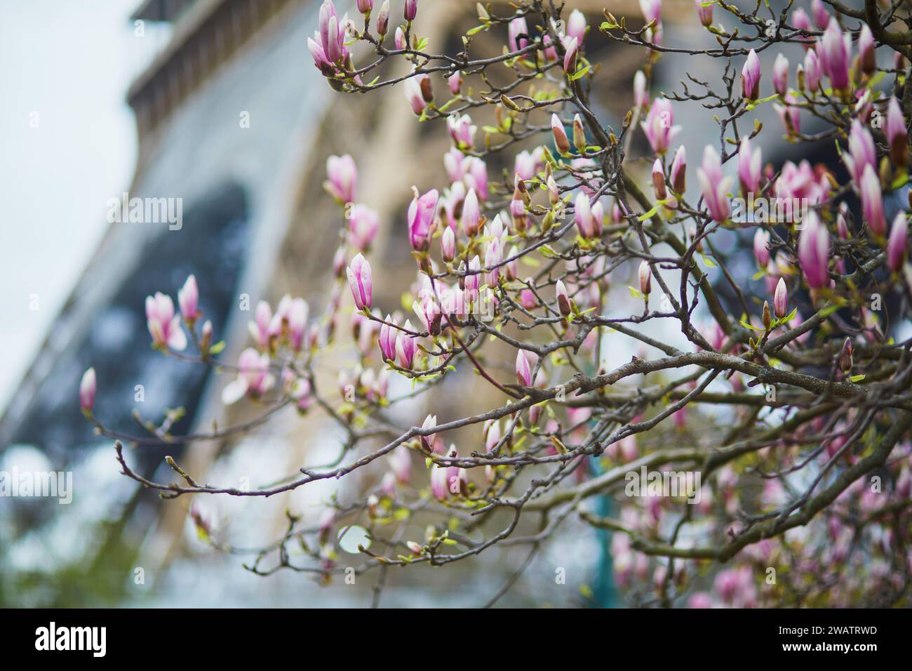 Pink magnolia flowers in full bloom with Eiffel tower in the background ...