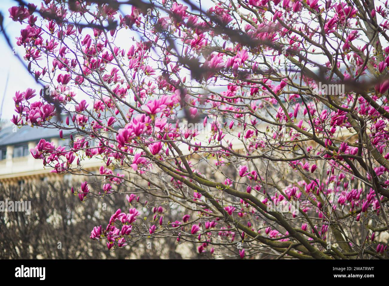 Pink magnolia tree flowers on a spring day in Paris, France Stock Photo ...