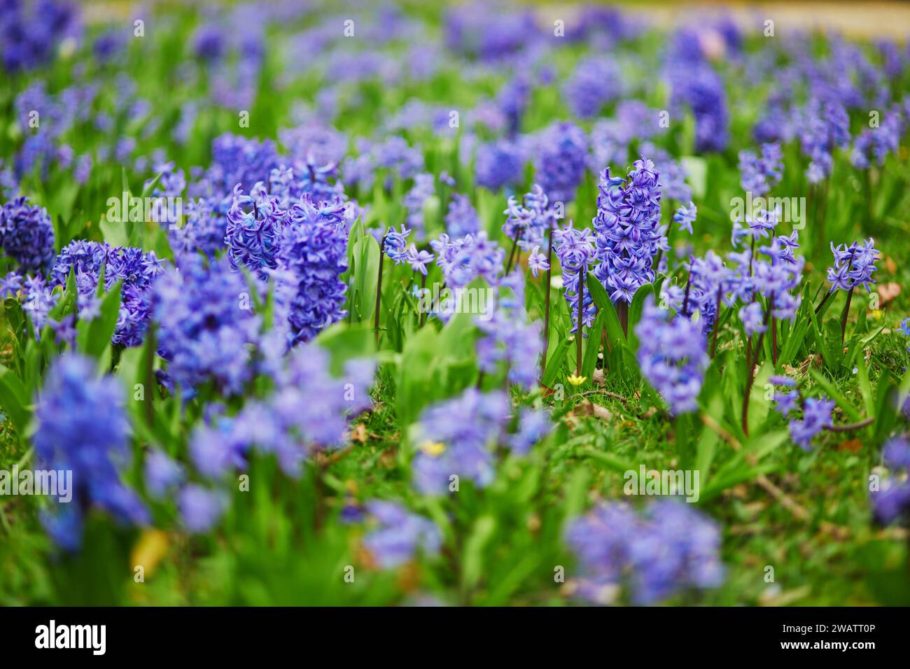 Many beautiful blue and purple hyacinths in the green grass in a park ...
