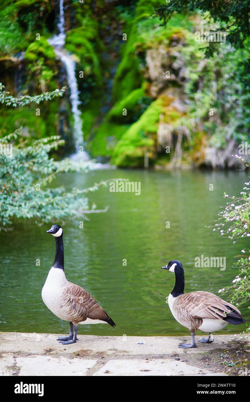 Couple of Canada geese (Branta canadensis) on the grass in Park ...