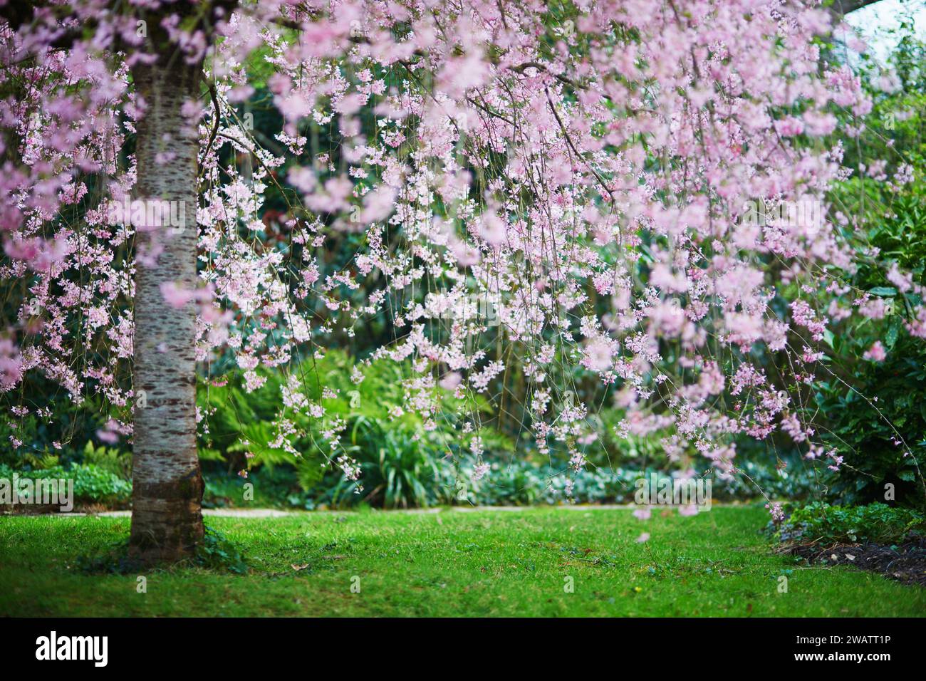 Beautiful pink cherry blossom tree in Bagatelle park of Paris, France ...