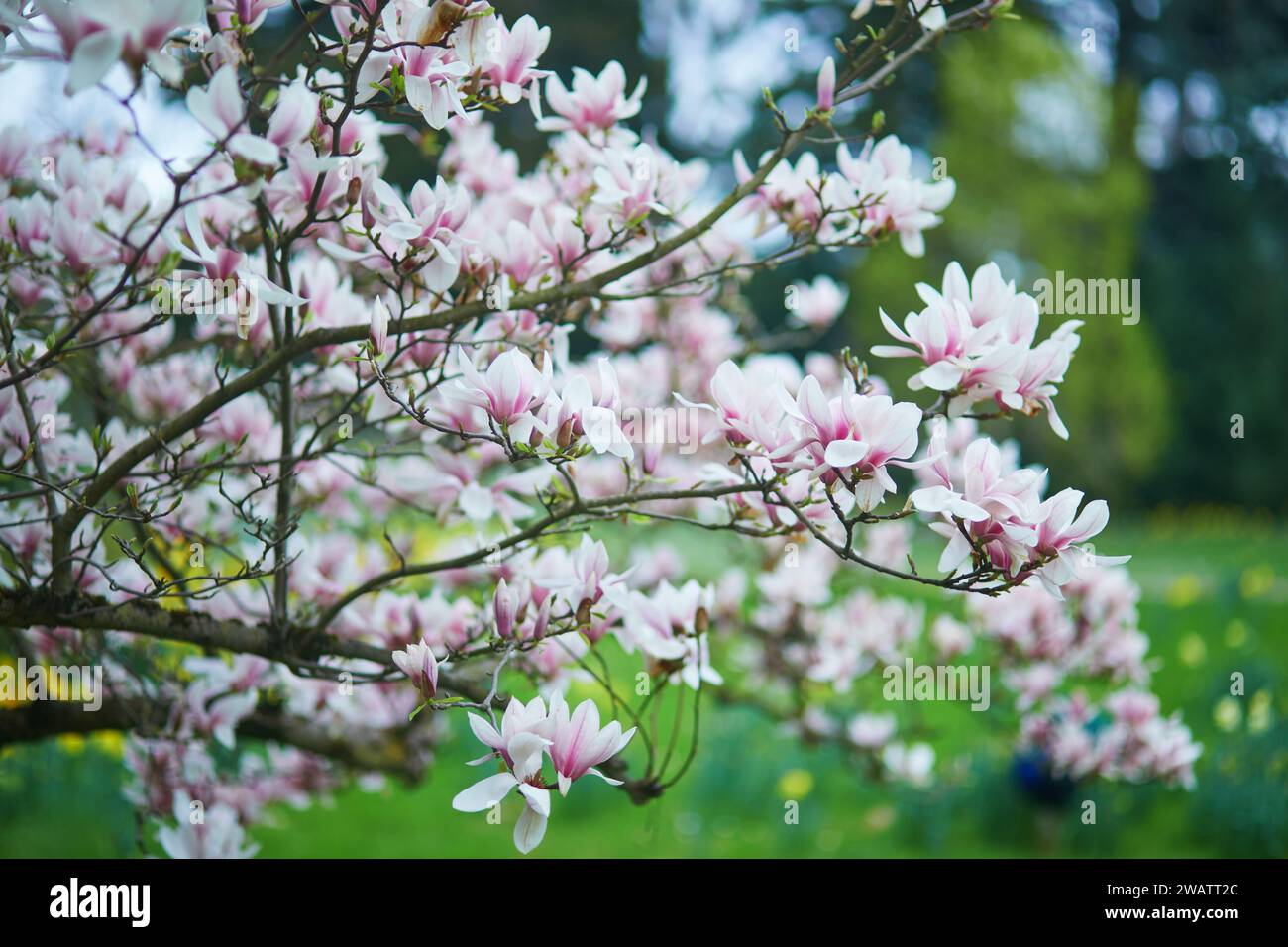 White magnolia in full bloom on a Parisian street on a spring day ...
