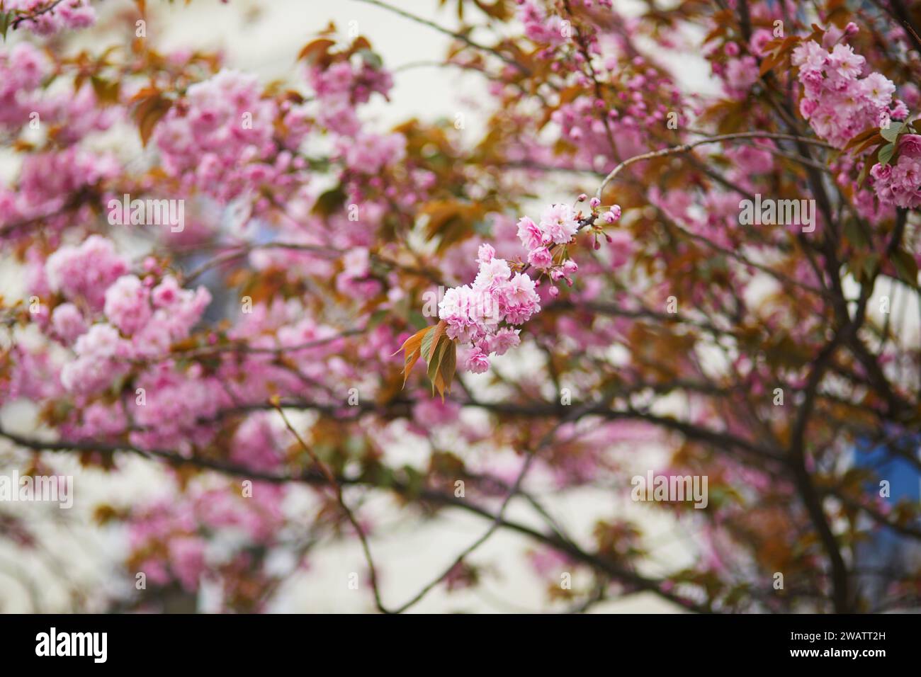 Beautiful pink cherry blossom tree in Bagatelle park of Paris, France ...