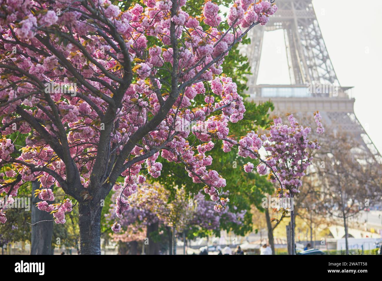 Scenic view of the Eiffel tower with cherry blossom trees in full bloom ...