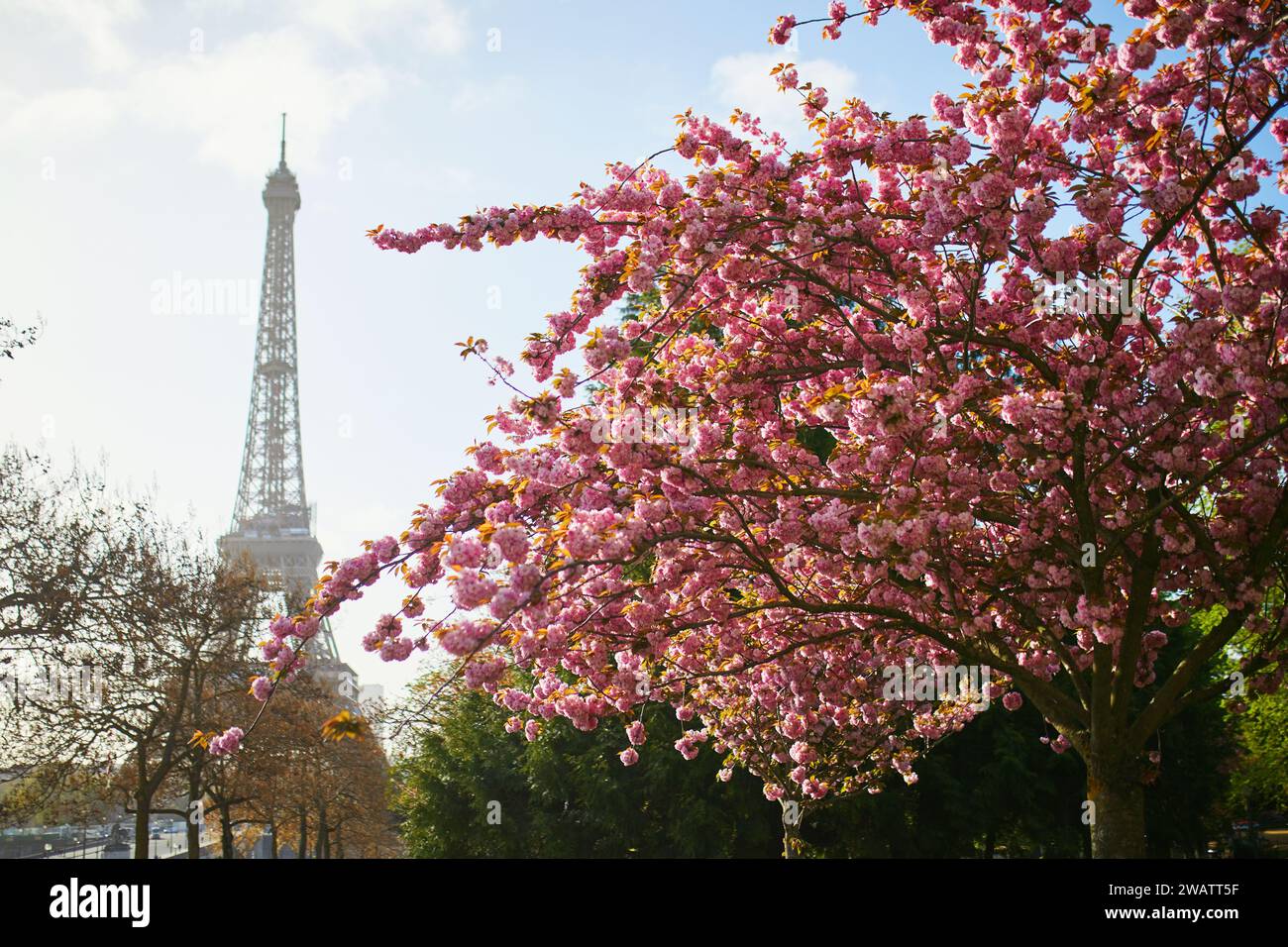 Scenic view of the Eiffel tower with cherry blossom trees in full bloom ...