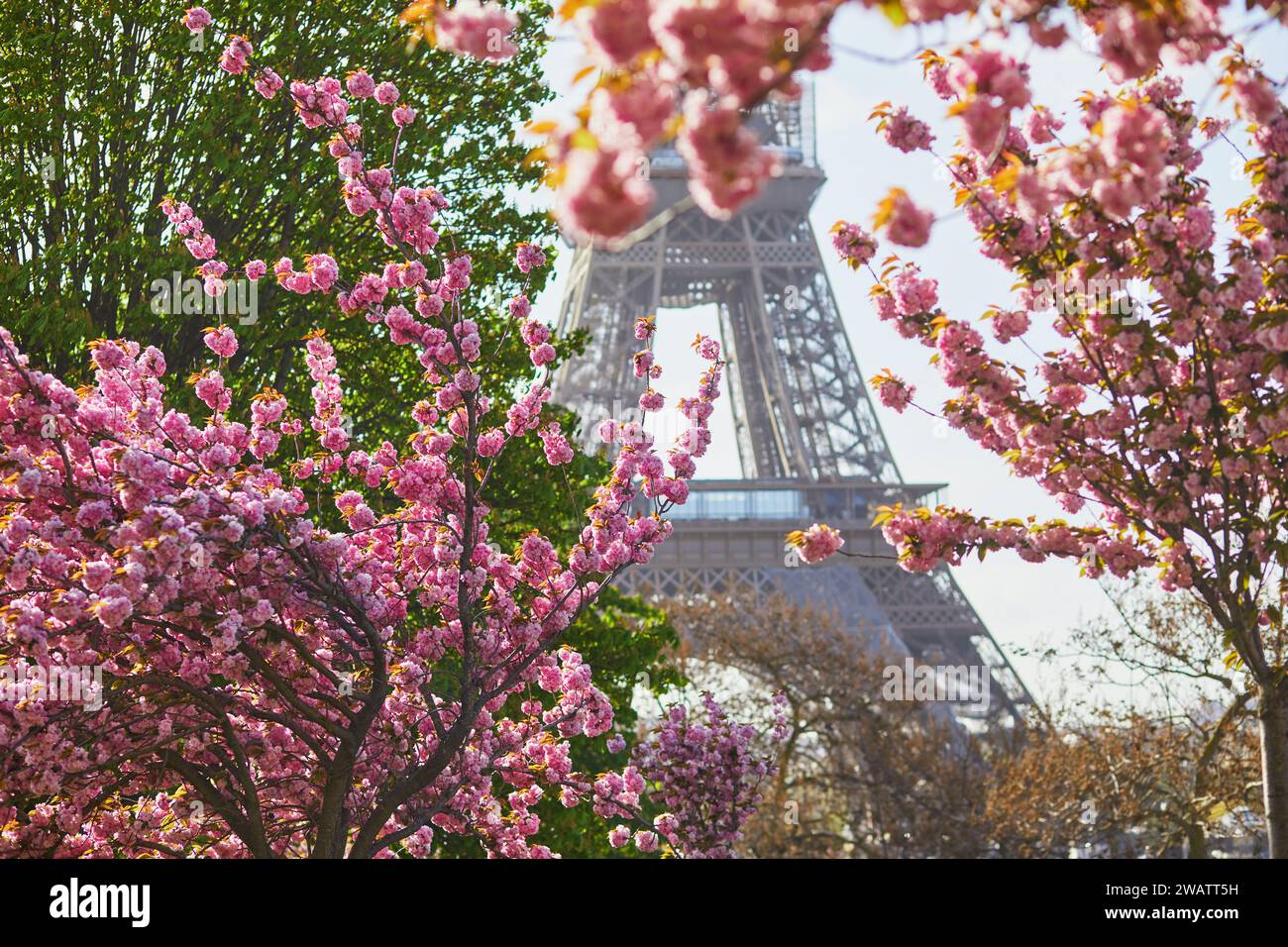 Scenic view of the Eiffel tower with cherry blossom trees in full bloom ...