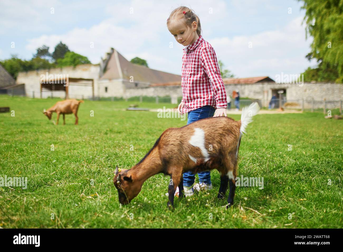 Adorable little girl playing with goats at farm. Child familiarizing ...