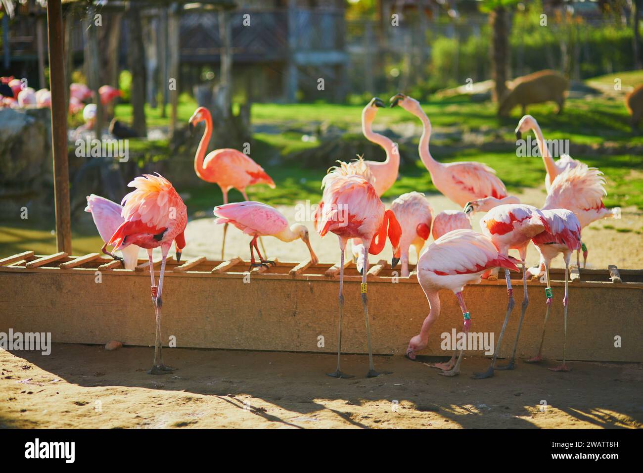 Many pink flamingoes in zoological park in Paris, France Stock Photo ...