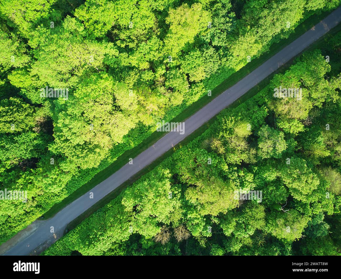 Aerial top down view of summer forest with two-lane road among trees ...