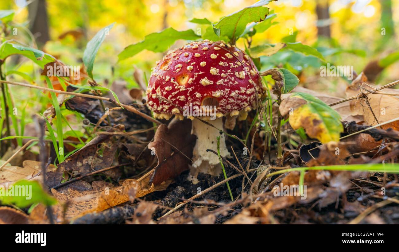 A close up view of a colourful toadstool pushing up through leaf litter ...