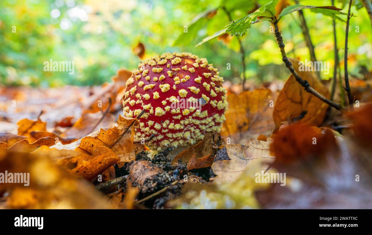 A close up view of a colourful toadstool pushing up through leaf litter ...