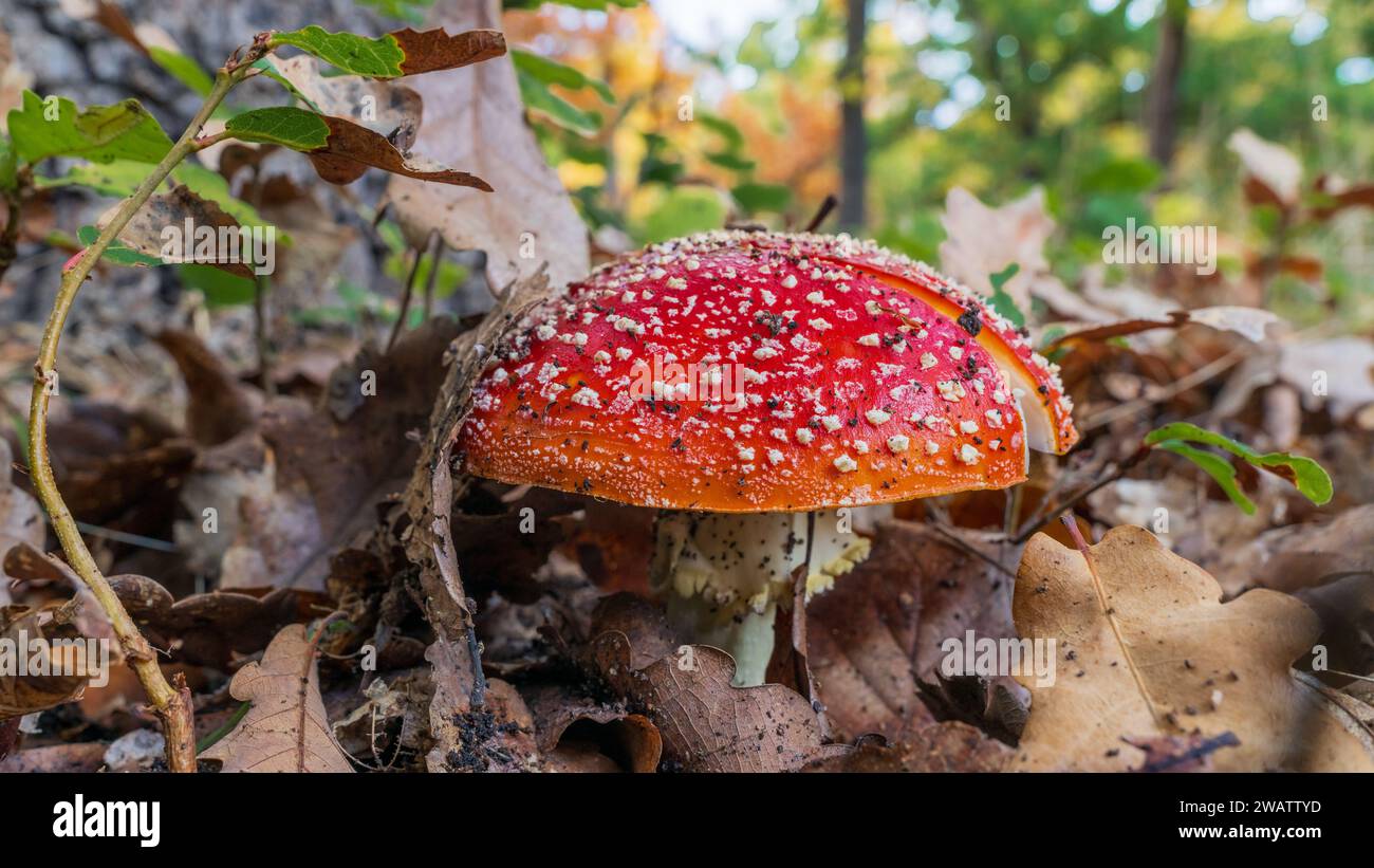 A close up view of a colourful toadstool pushing up through leaf litter ...
