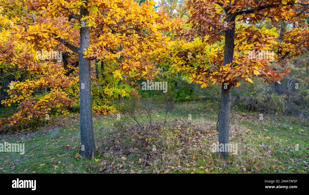 Victoria oak hi-res stock photography and images - Alamy