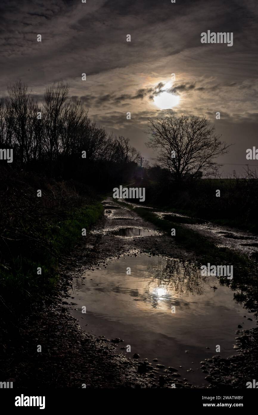 Dark pool of water with plants hi-res stock photography and images - Alamy