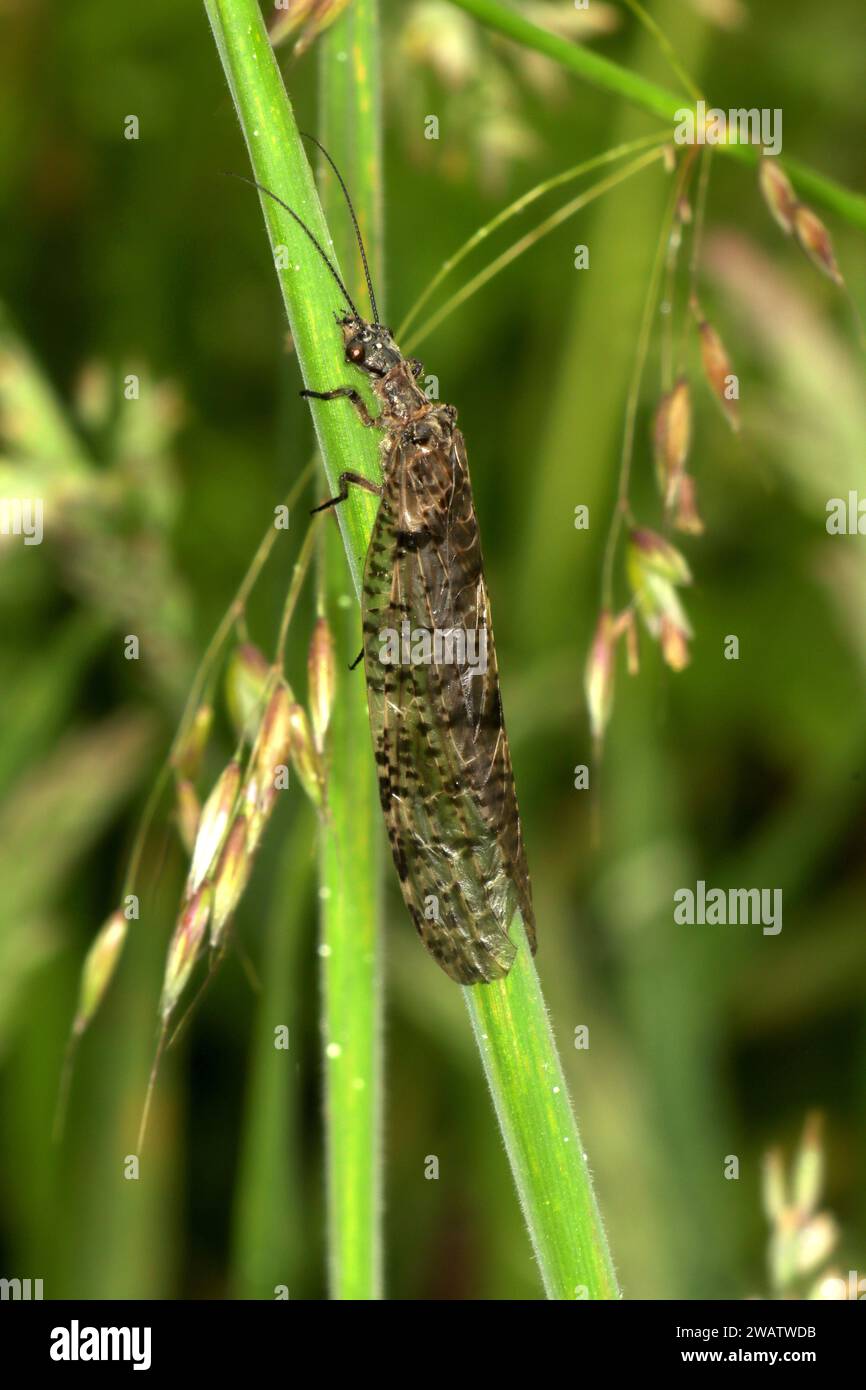 Dobsonfly hi-res stock photography and images - Alamy