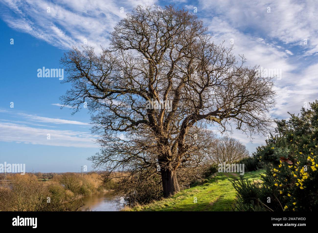 Living oak tree hi-res stock photography and images - Alamy