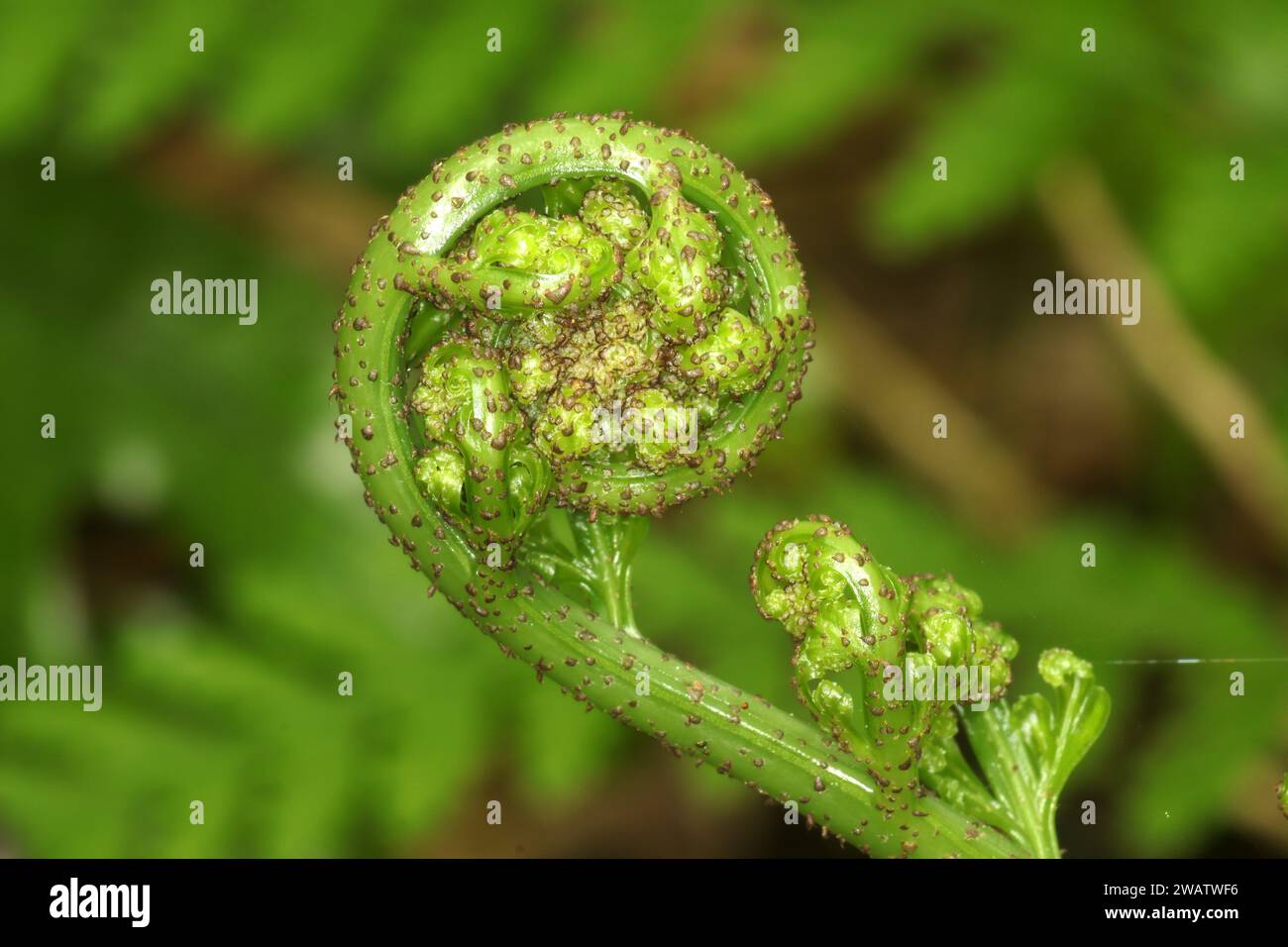 Fern head hi-res stock photography and images - Alamy