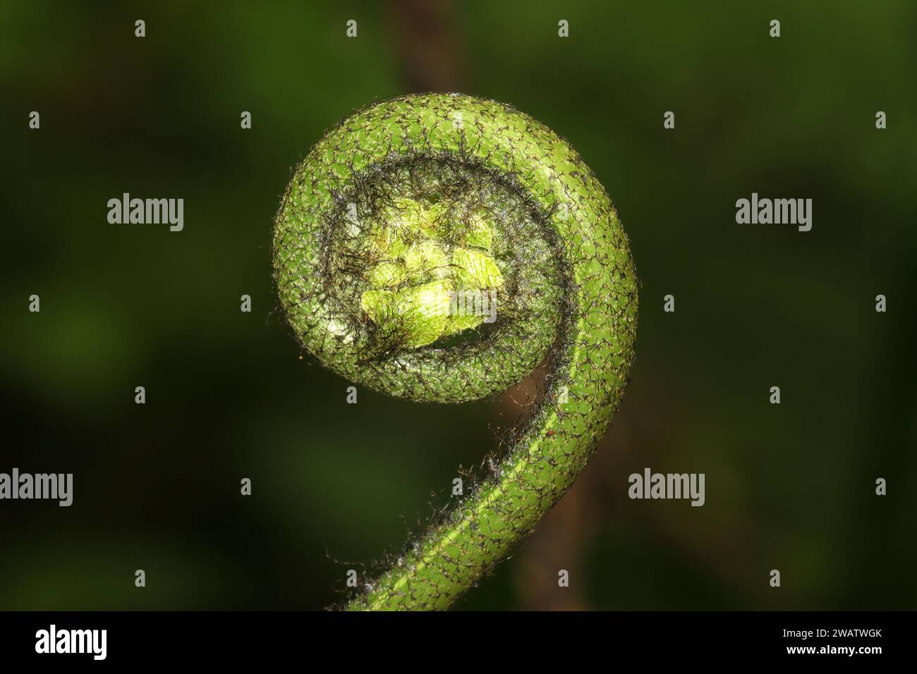 Fern head hi-res stock photography and images - Alamy