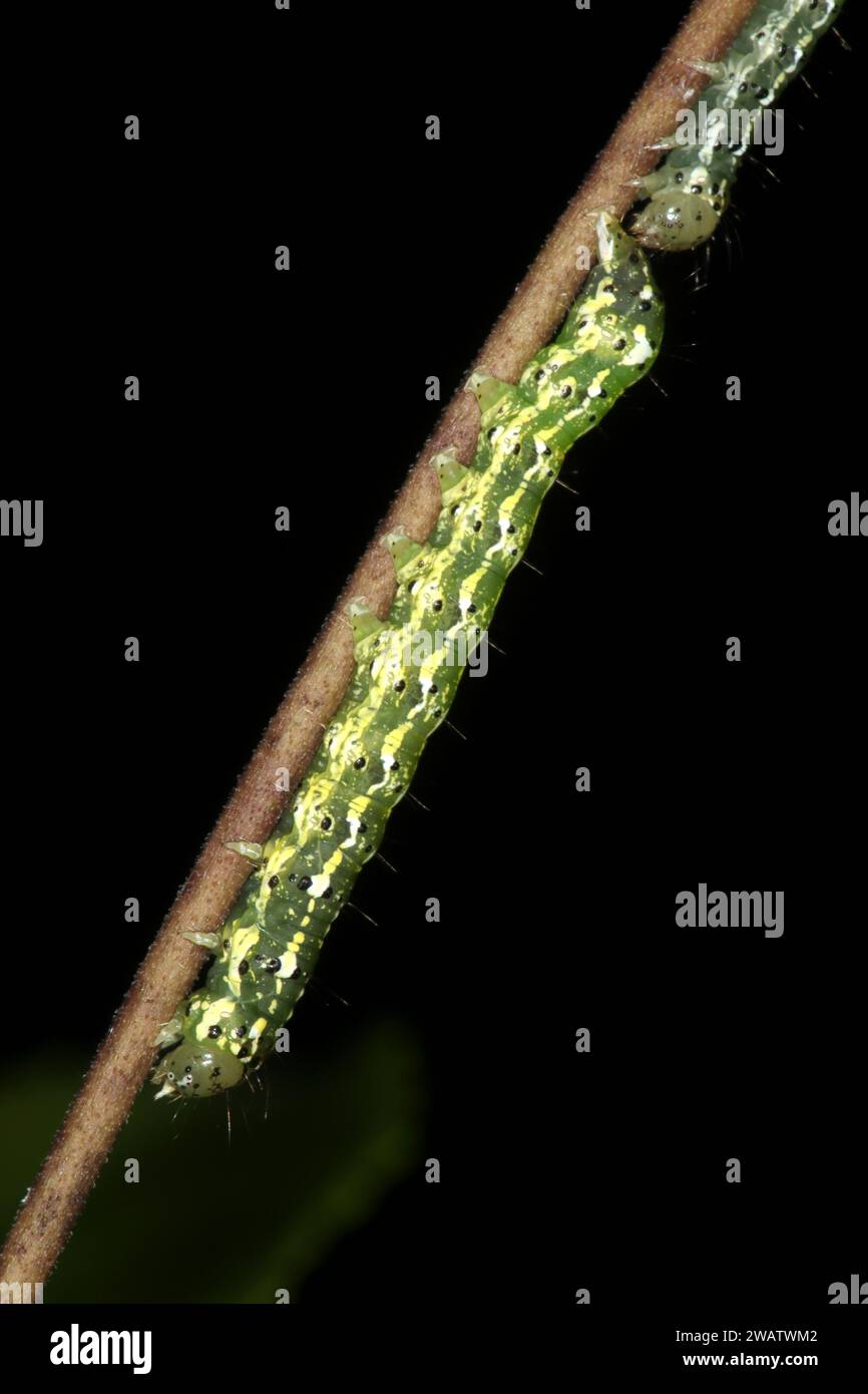 Semilooper hi-res stock photography and images - Alamy