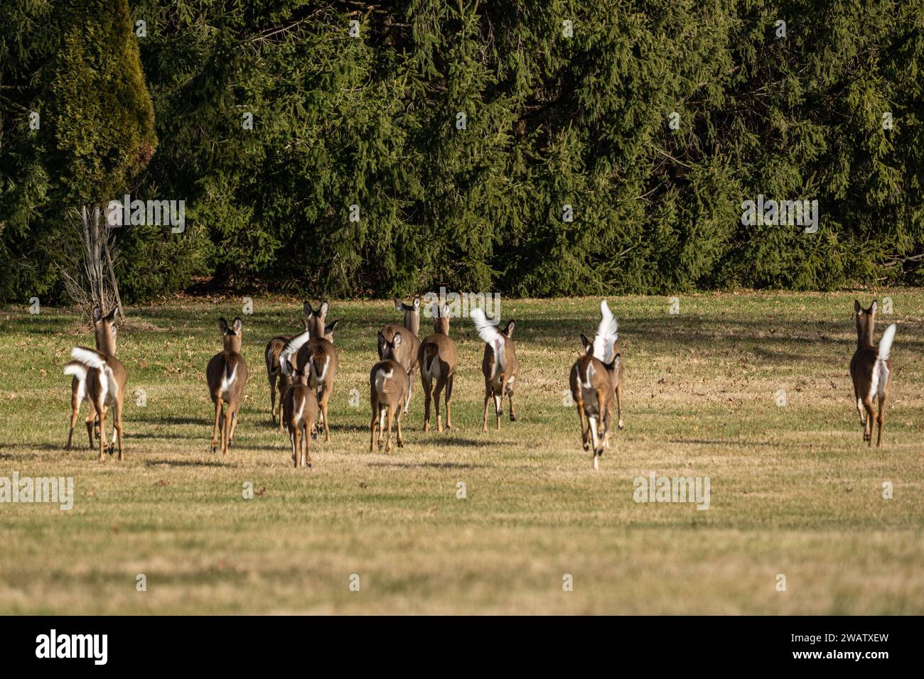 White-tailed deer running in park Stock Photo - Alamy
