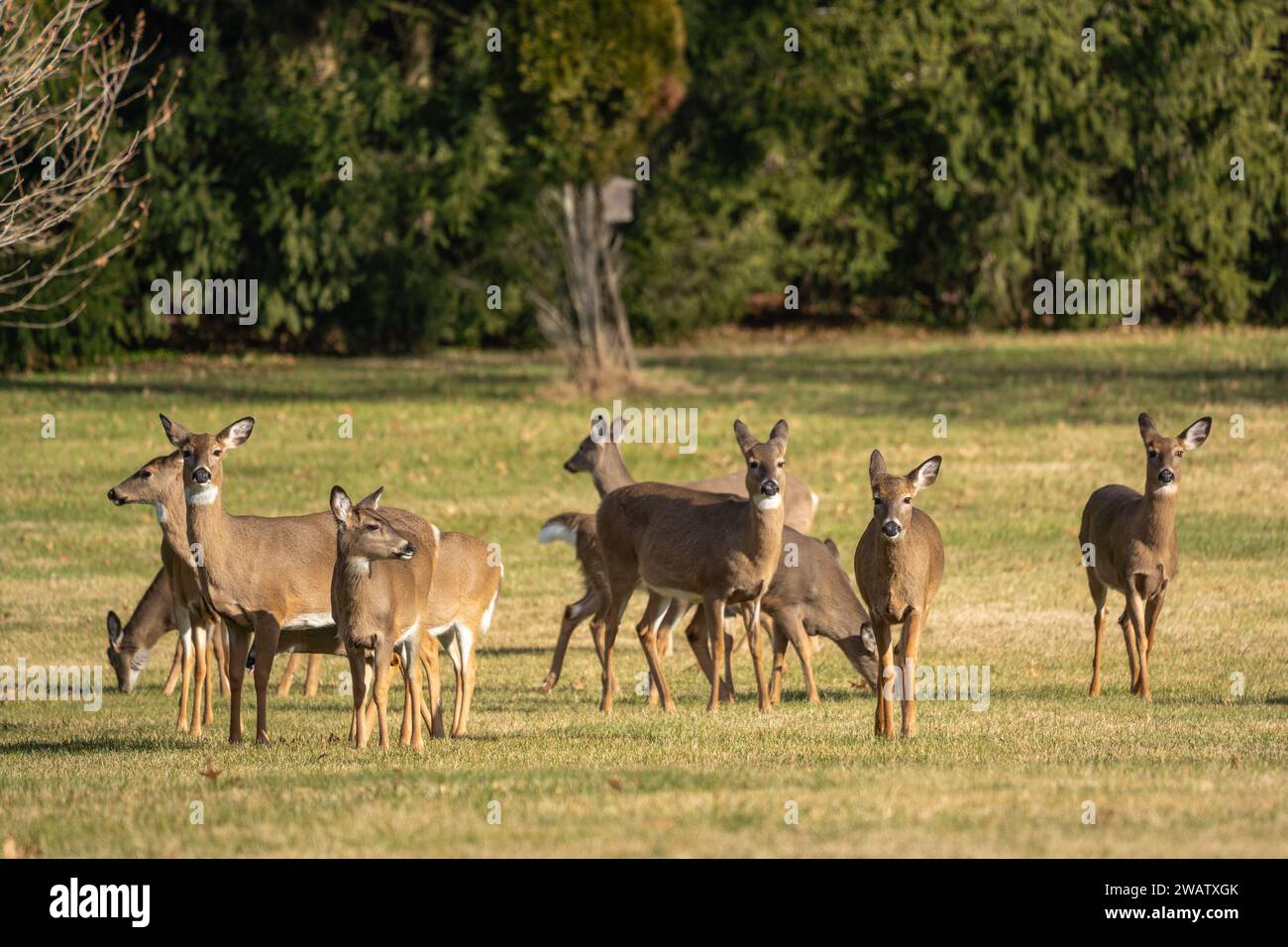 Herd with young animals walking hi-res stock photography and images - Alamy