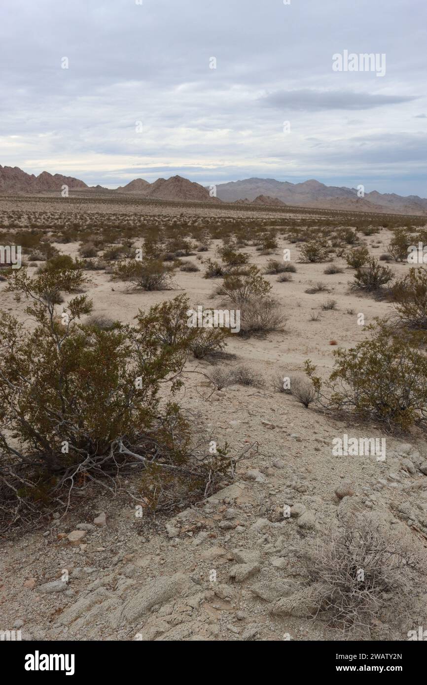 Creosote Bush Scrub, consisting of Larrea Tridentata and associates, is ...
