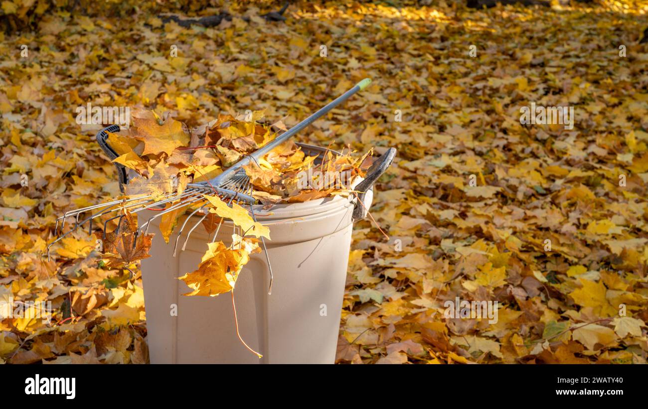 plastic garbage bin filled with golden maple leaves in a backyard, fall ...