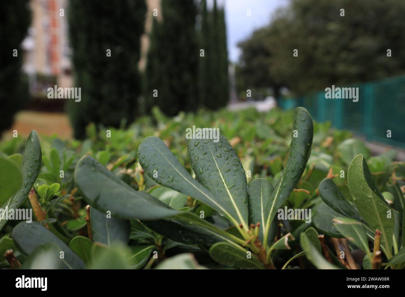 Bushes of beautiful laurel plant with water drops outdoors, closeup ...