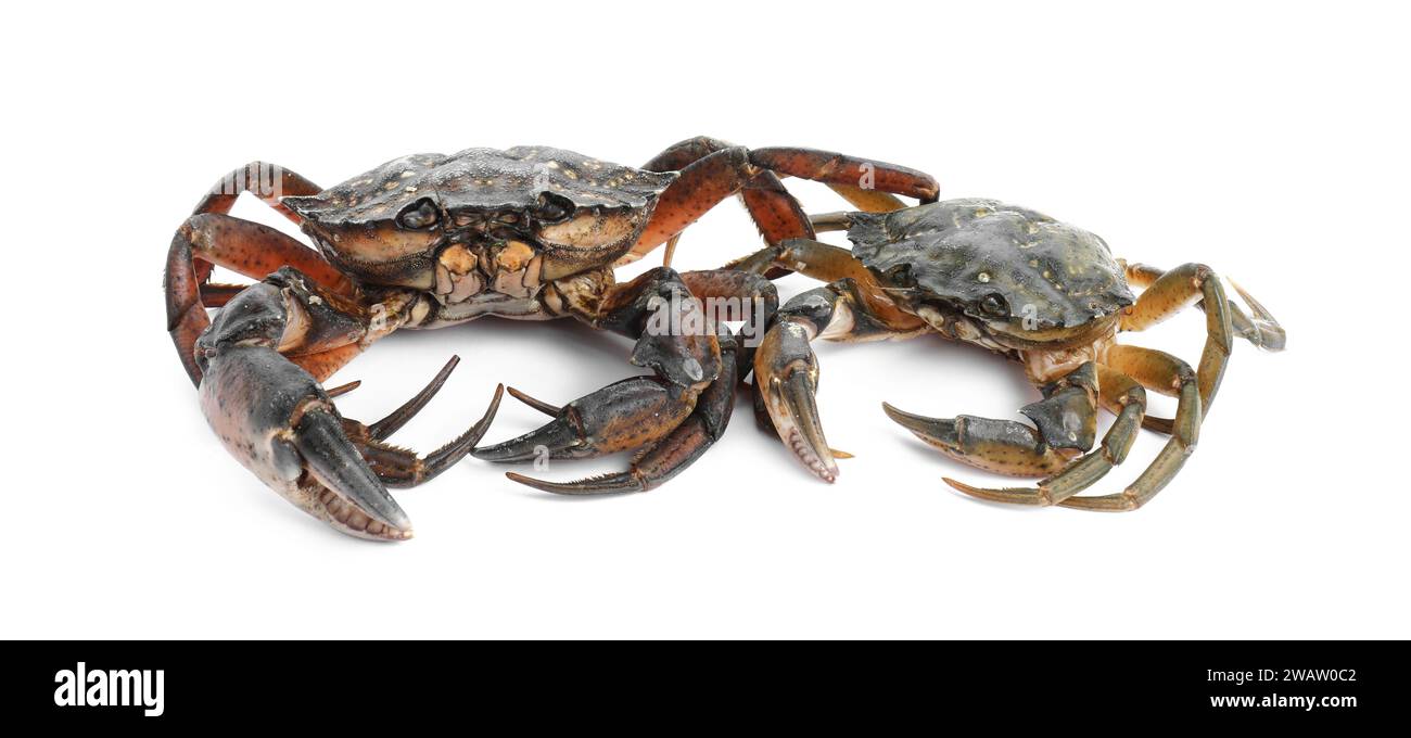 Two fresh raw crabs isolated on white Stock Photo - Alamy