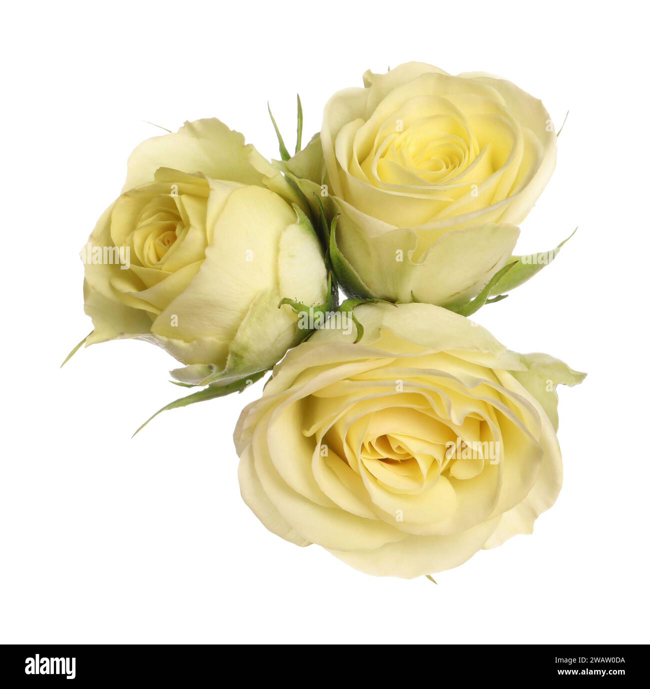 Beautiful fresh yellow roses isolated on white Stock Photo - Alamy