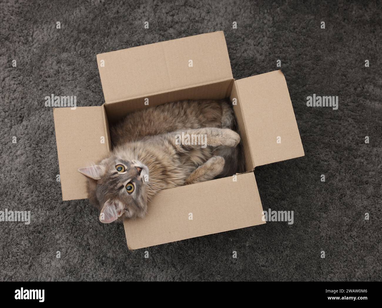 Cute fluffy cat in cardboard box on carpet, top view Stock Photo - Alamy