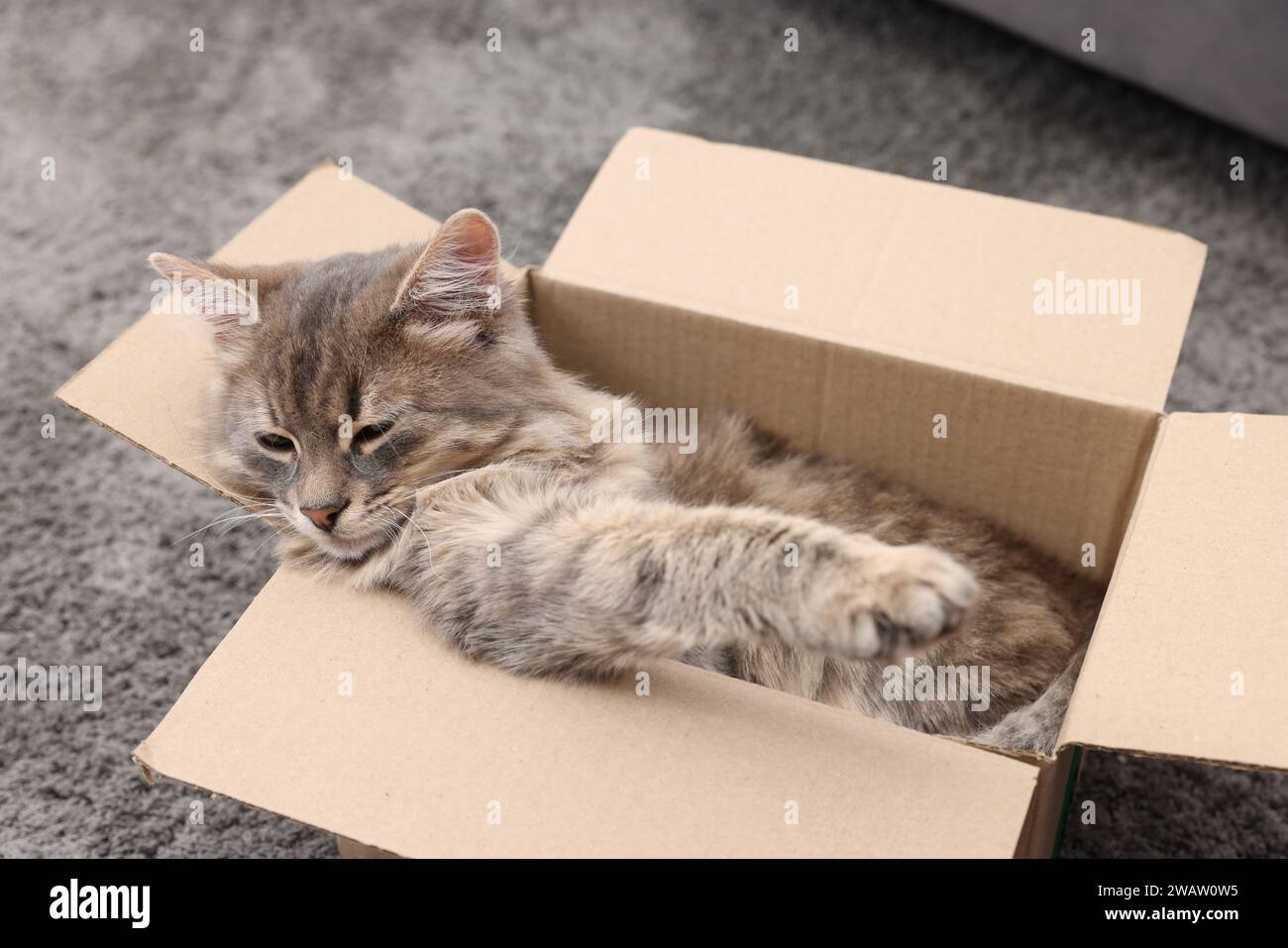 Cute fluffy cat in cardboard box on carpet Stock Photo - Alamy